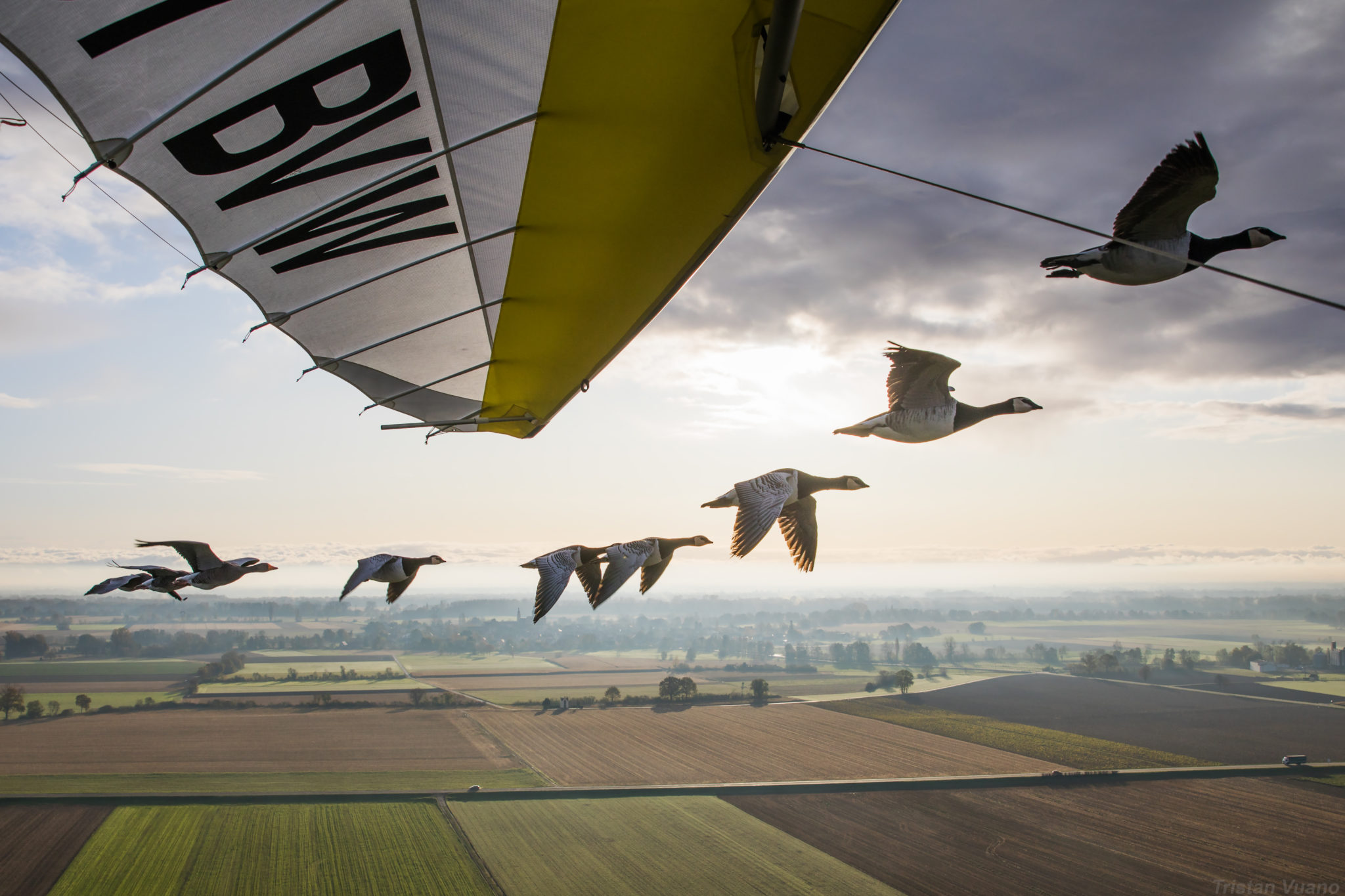 Voler avec les oies • ULM Centre-Alsace | Baptême ULM en Alsace, vol ...